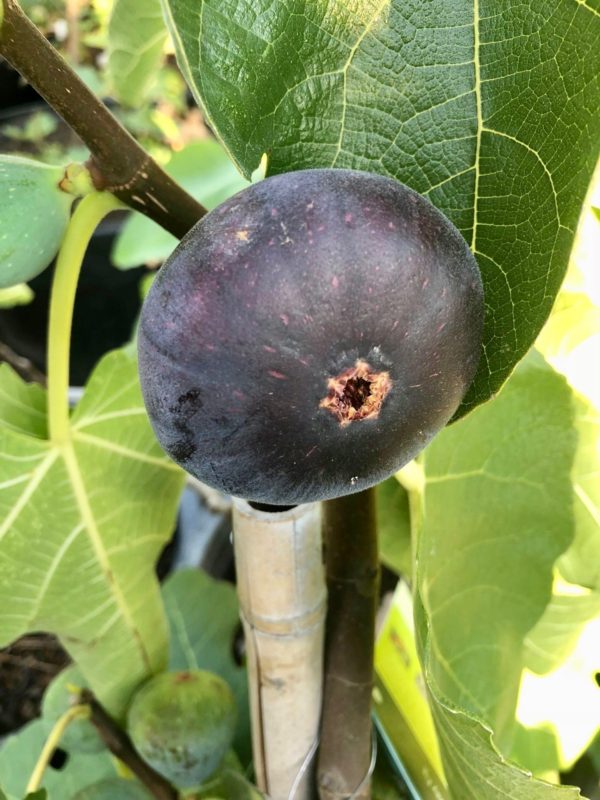 Fig Flavor Profiles | Gardening in the Desert