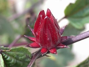 How To Grow Roselle- Hibiscus Sabdariffa | Gardening in the Desert
