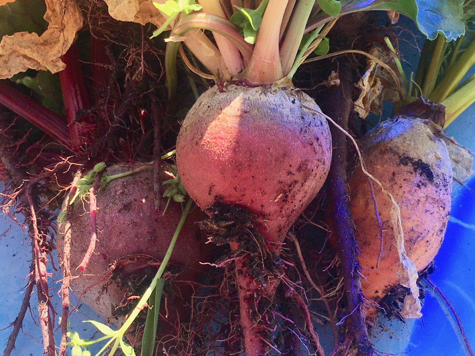 Arizona Vegetable and Fruit Tree Planting Guide: March | Gardening in ...