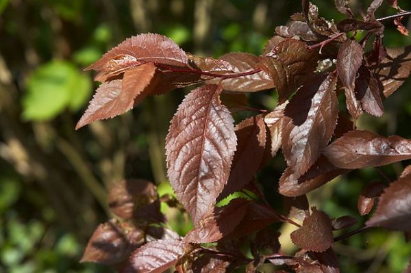 Shade Trees for the Desert Garden | Gardening in the Desert