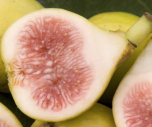 Fig Flavor Profiles | Gardening in the Desert